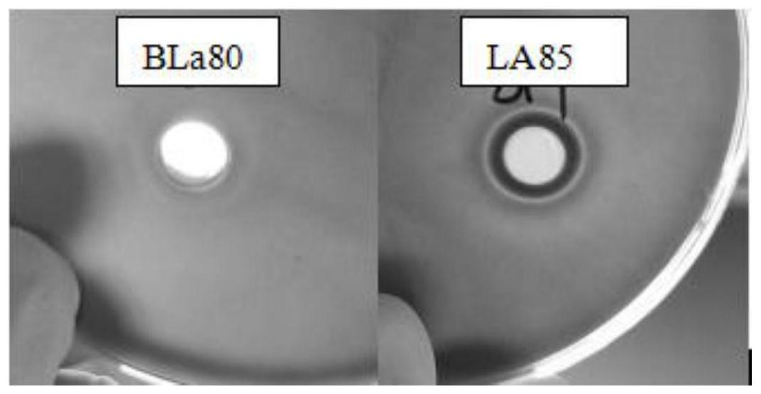 嗜酸乳杆菌LA85和乳双歧杆菌BLa80在抑制幽门螺旋杆菌上的应用_专利查询 - 企查查
