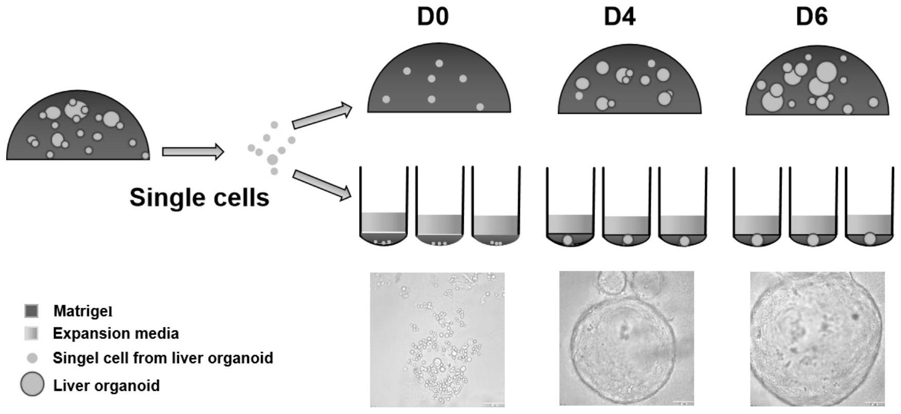 一种基于微孔板的均一的单类器官模型及其制备方法_专利查询 - 企查查