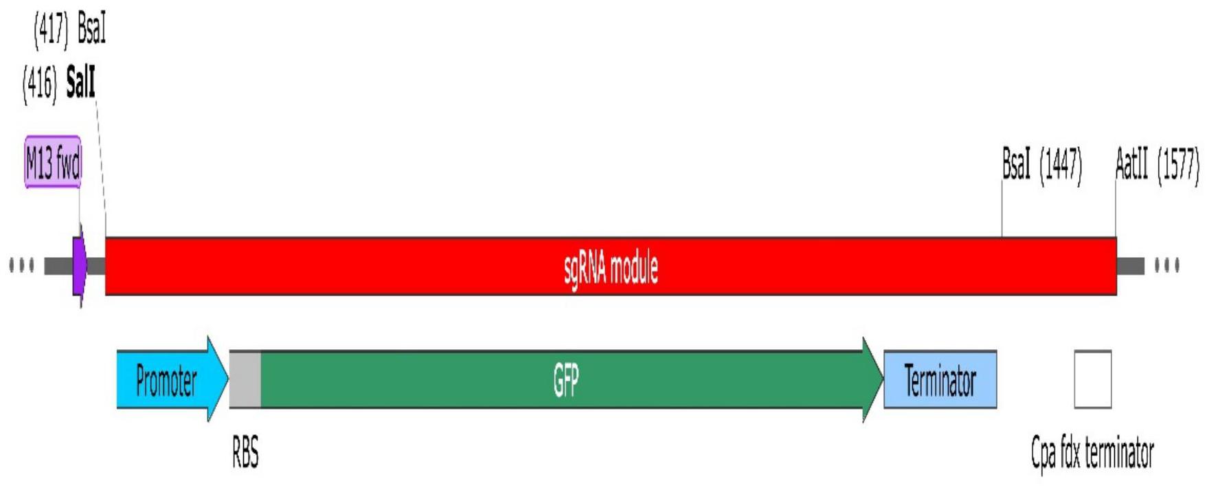 一种sgRNA表达载体、CRISPR基因编辑表达质粒及其制备方法_专利查询 - 企查查