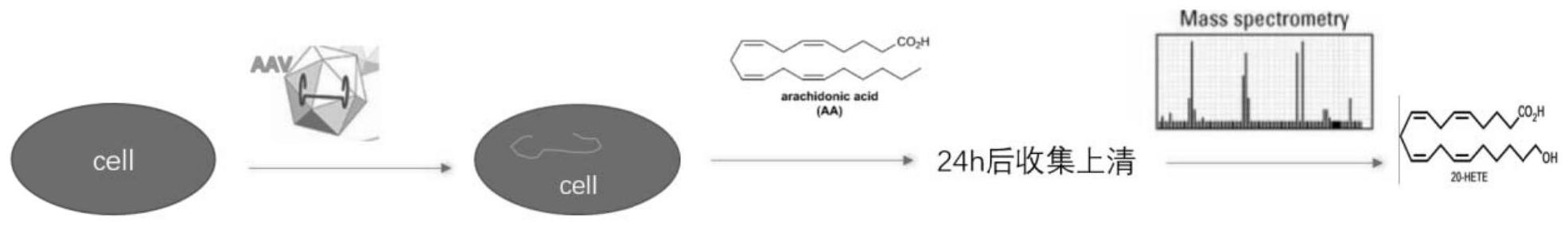 一种通过HPLC-MS检测CYP4V2酶体外活性的方法_专利查询 - 企查查