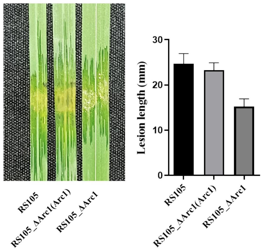 蛋白Arc1及其在水稻抗病性和培育抗除草剂植物中的应用_专利查询 - 企查查