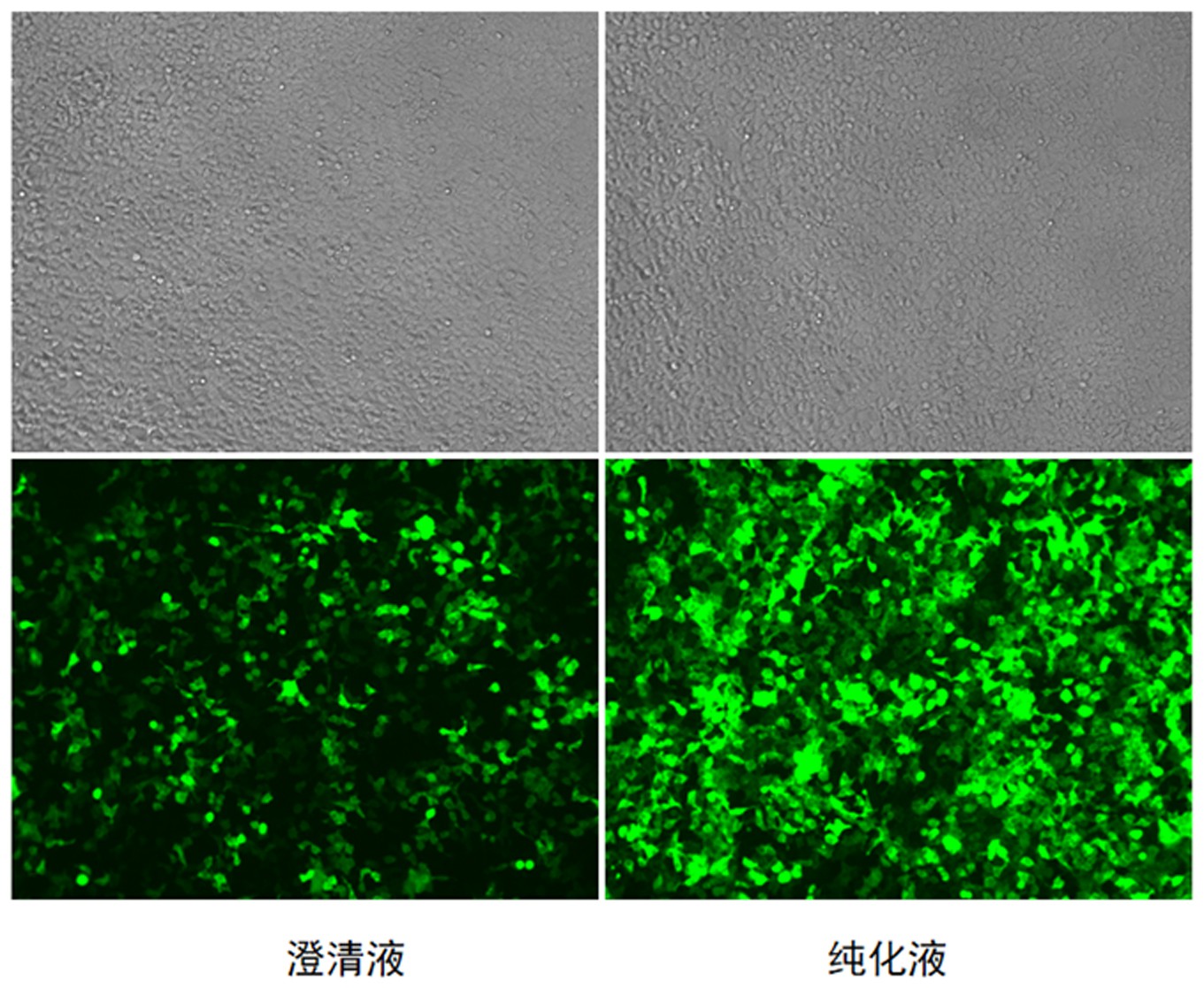 一种BaEV包膜假型慢病毒的纯化方法_专利查询 - 企查查