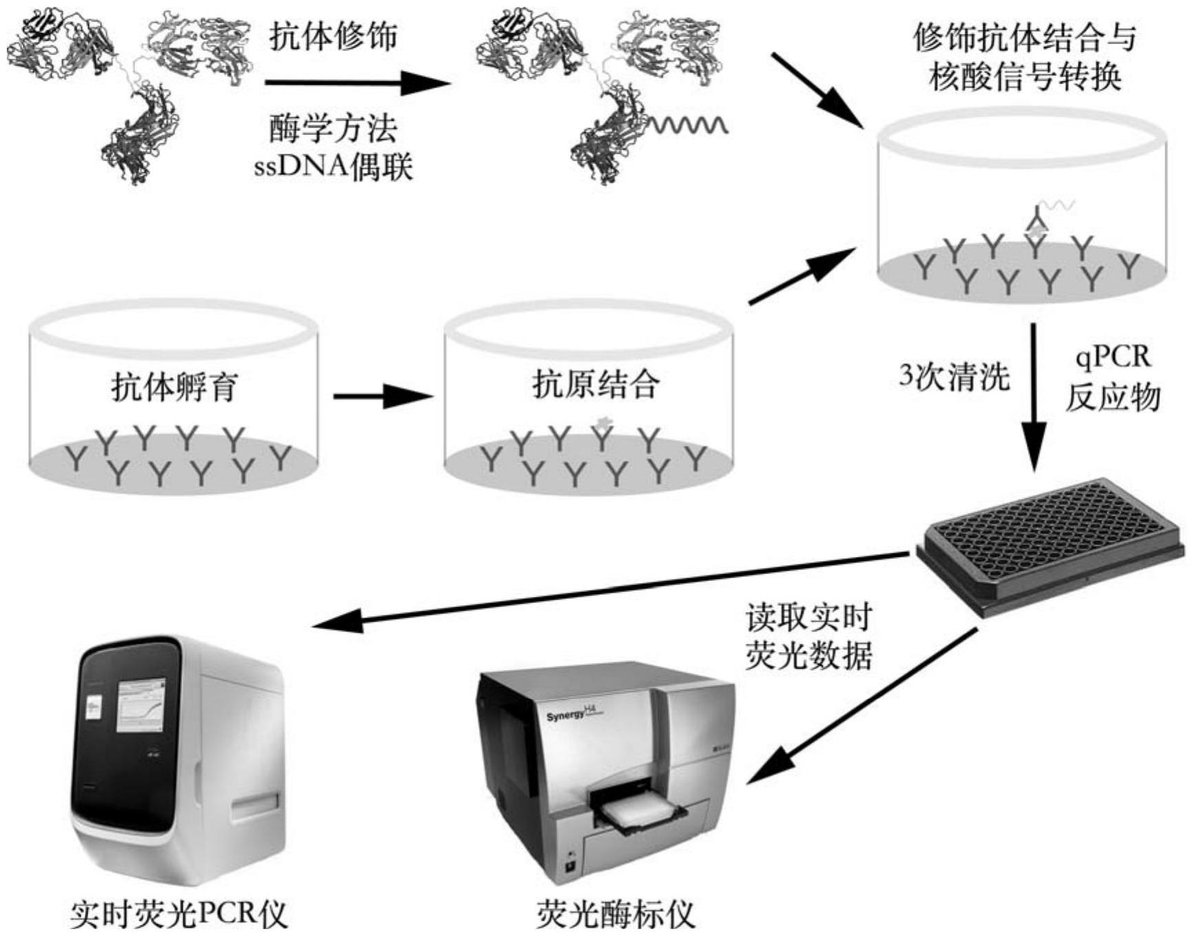 一种利用抗体修饰免疫PCR反应的检测试剂盒及检测方法_专利查询 - 企查查