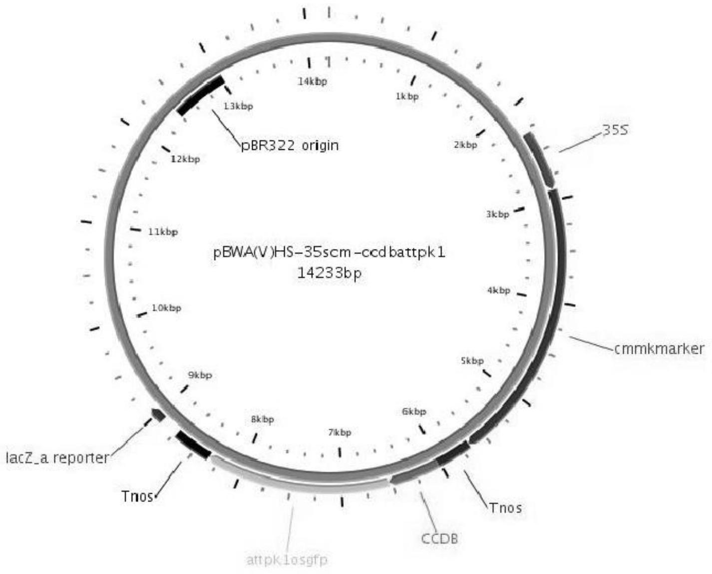一种通过原生质体快速验证启动子强弱的方法_专利查询 - 企查查